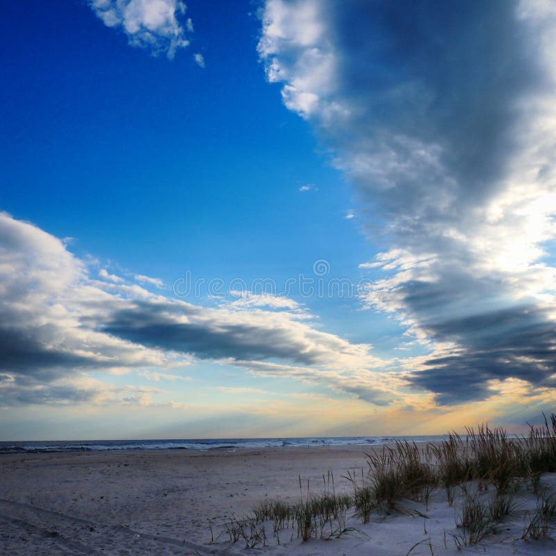 Blue stock photo. Image of bird, beach, prey, perched - 50226366