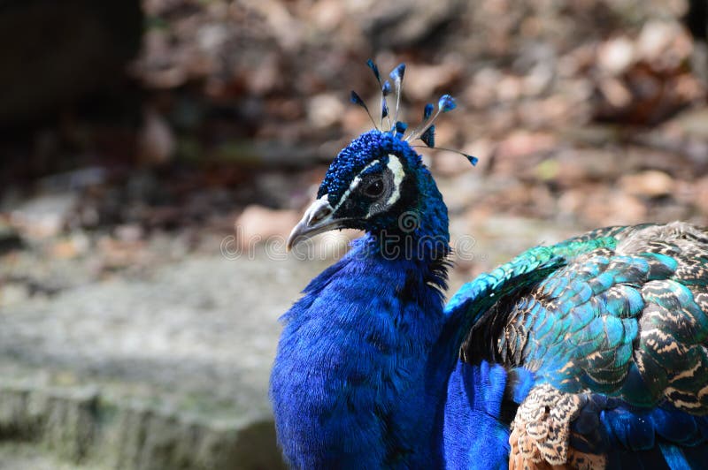 Worldbird Stock Photos - Free & Royalty-Free Stock Photos from Dreamstime