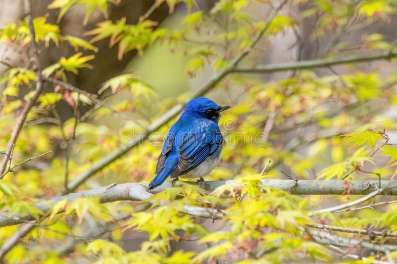 Blue Bird on a Branch of Maple Tree Stock Image - Image of lovely, wild ...