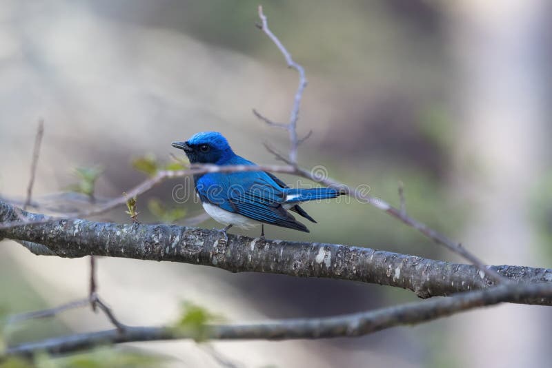 A Blue Bird on the Branch of Tree. Stock Photo - Image of white, fresh ...