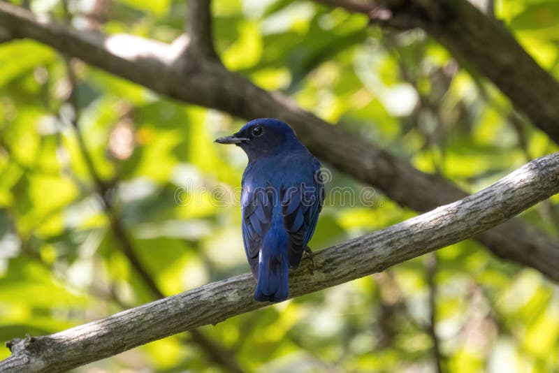 A Blue Bird on a Branch of Tree. Stock Image - Image of wildlife ...
