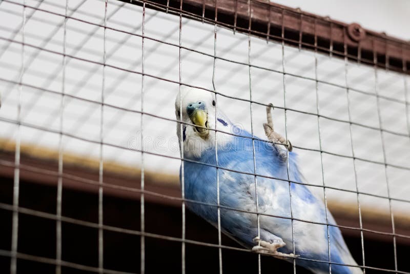 Blue Bird on a Cell Grate Closeup Stock Image - Image of cute, beak ...