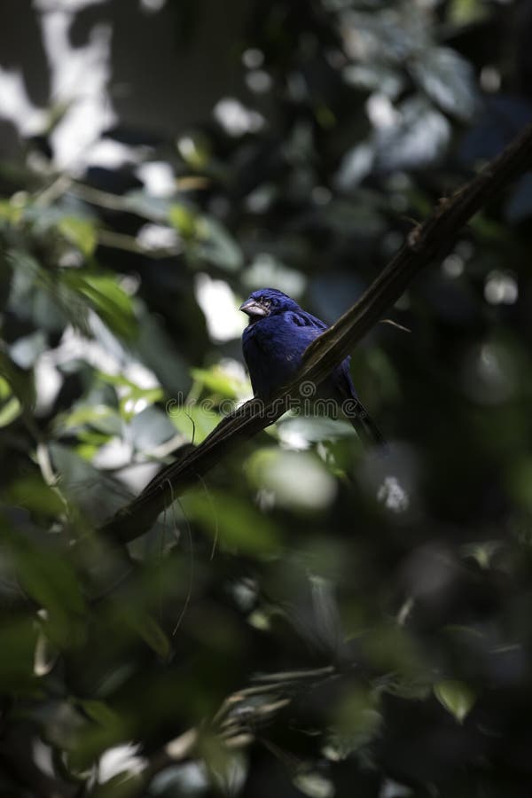 Bird Chilling on a Post before a Storm. I Think he Was Telling the ...
