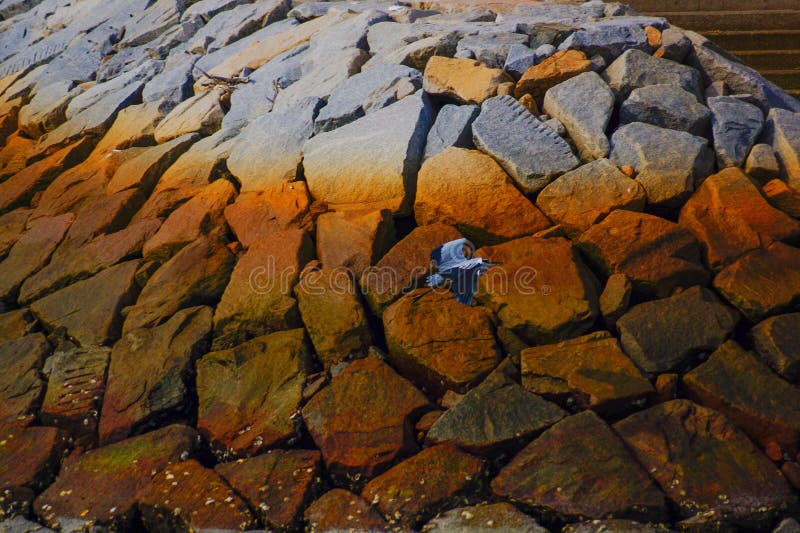 Blue Bird Dancing on a Rocky Place Stock Photo - Image of terrain ...