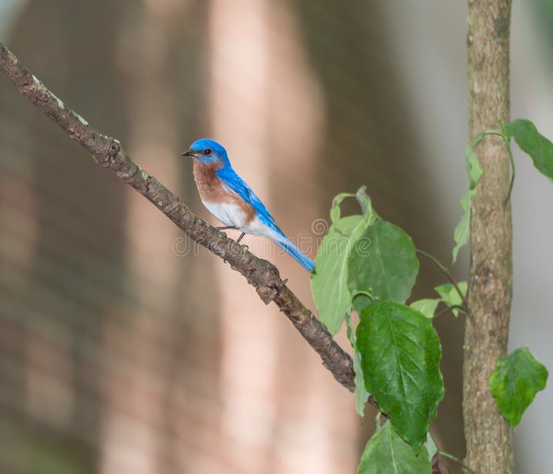 6,366 Blue Bird Singing Stock Photos - Free & Royalty-Free Stock Photos ...