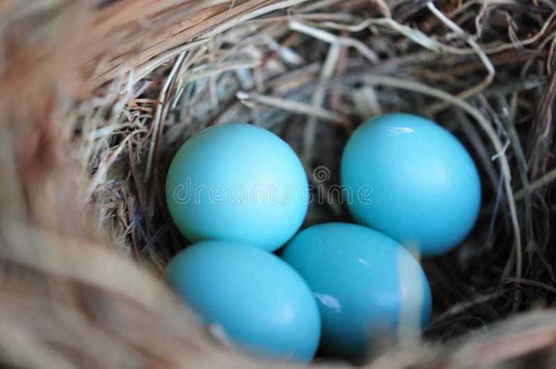 Blue bird eggs stock image. Image of bluebird, aviary - 26210581