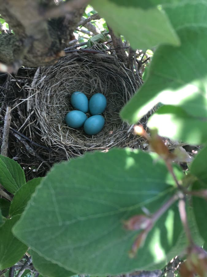 Blue bird eggs stock photo. Image of cute, blue, eggs - 76338834