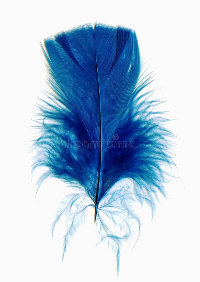 Blue bird feather stock image. Image of carefree, blue - 58035031