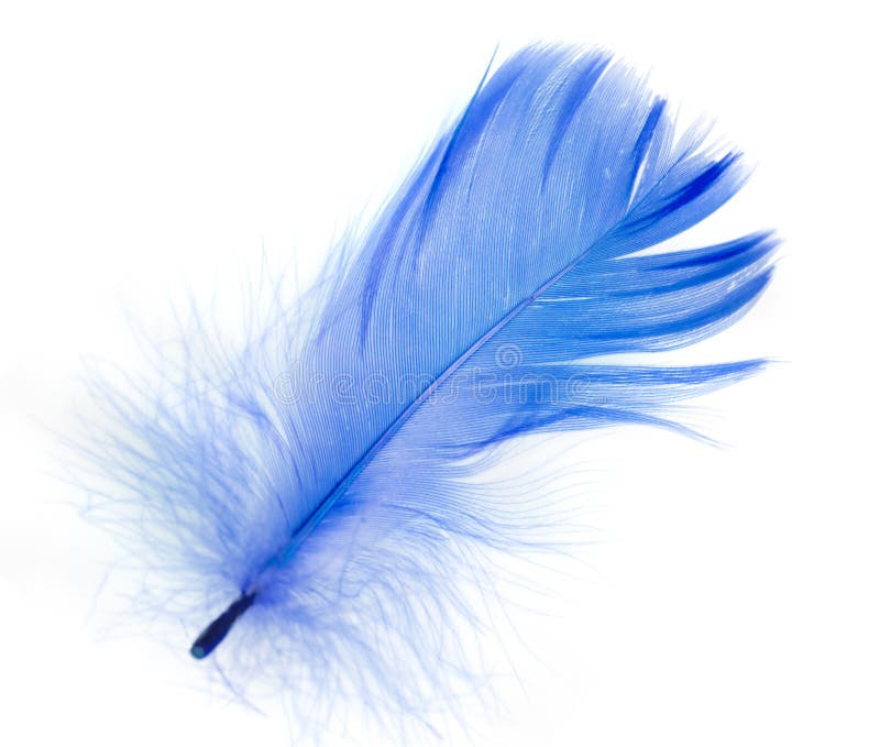 Blue bird feather isolated stock photo. Image of isolated - 148570732