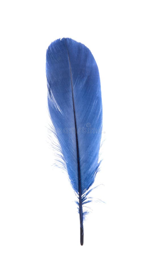 Blue bird feather isolated stock image. Image of fragile - 248324533