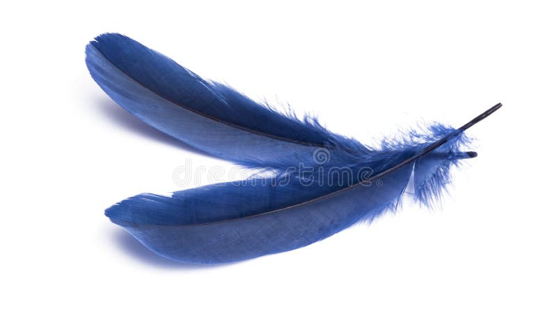 Blue bird feather isolated stock photo. Image of swan - 248324538