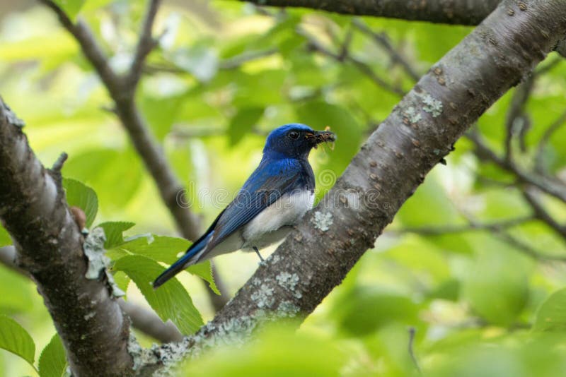 Blue Bird Hold on a Insect Its Mouth on a Branch of Tree Stock Photo ...