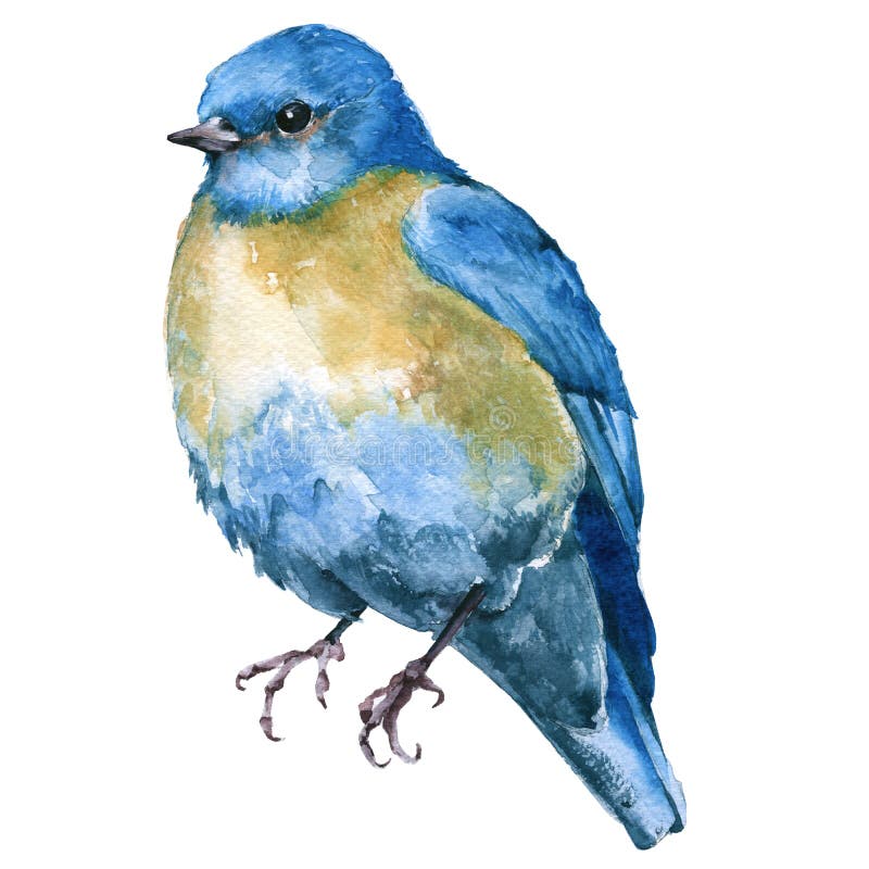 Blue Bird. Isolated on White Background Stock Illustration ...