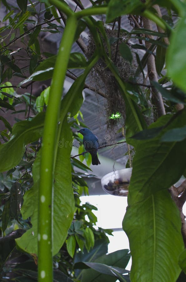 A Blue Bird in the Jungle Trees Sitting Stock Photo - Image of butter ...