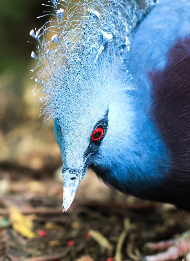 Blue Bird Long Feather and Red Eye Stock Image - Image of head, feather ...