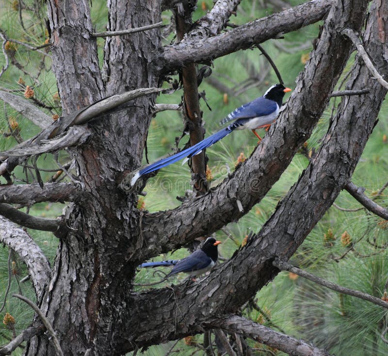 Blue Bird Long tail stock image. Image of power, arab - 171872683