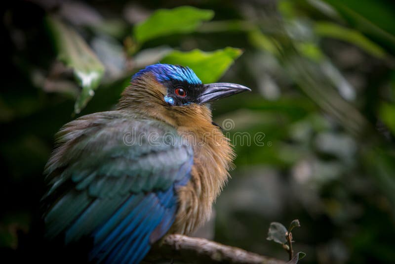 Blue bird in nature stock image. Image of pretty, animal - 192812225