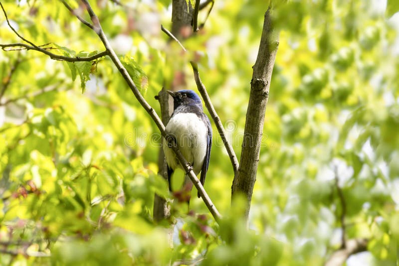 Blue Bird Parent and Child on a Branch of Tree Stock Photo - Image of ...