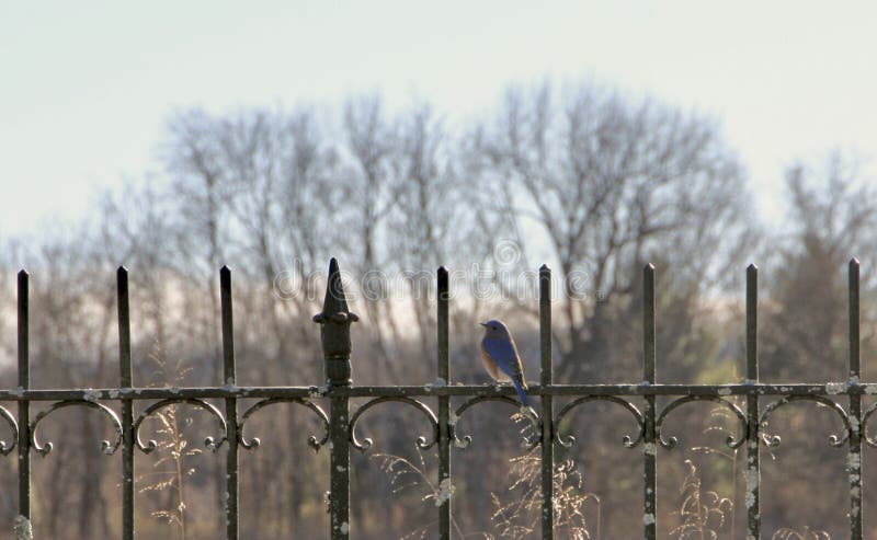 Perched on the fence stock photo. Image of perched, bird - 303329160