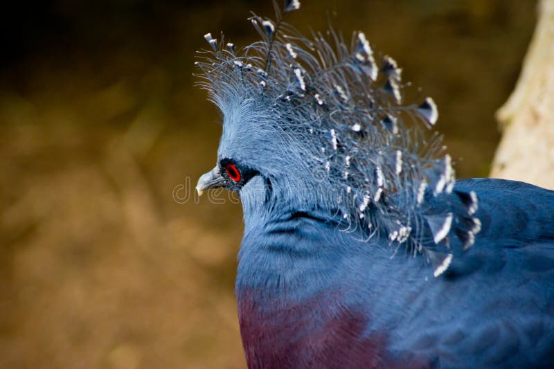 Blue bird stock photo. Image of protection, outside, bird - 30422584