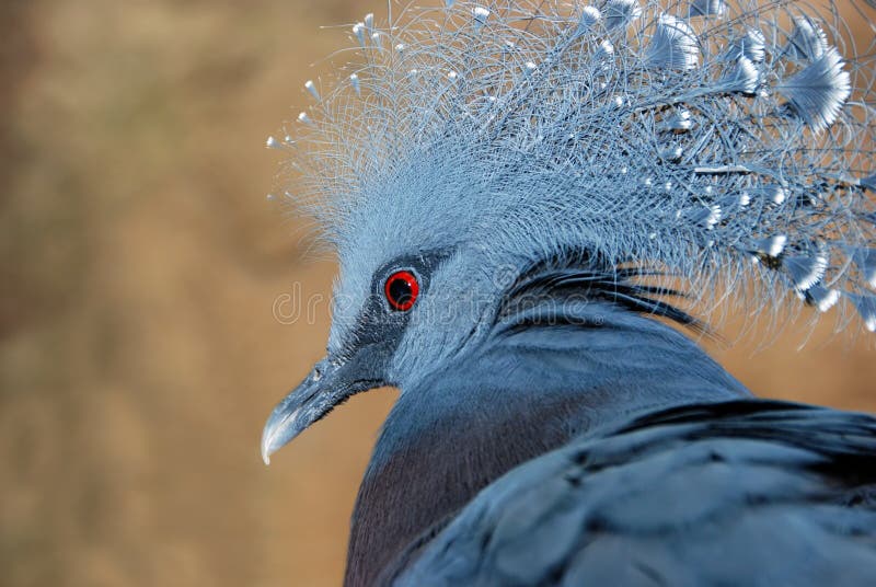 Blue bird with red eyes stock photo. Image of looking - 6921144