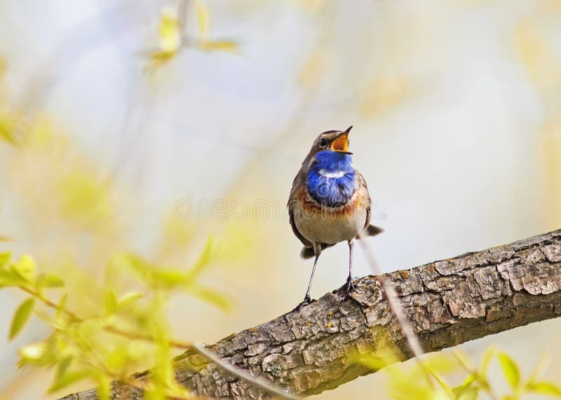 Blue Bird Sings on a Branch on a Sunny Spring Day Stock Photo - Image ...