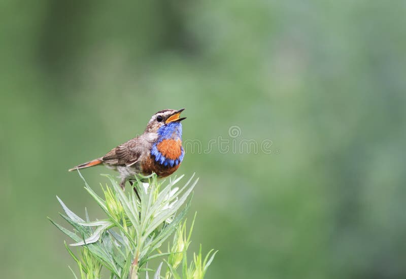 Blue Bird Sings on a Branch of Wormwood in the Summer Stock Photo ...