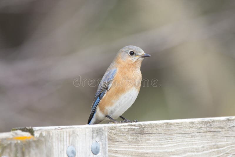 Blue Bird at Springtime in a Tree Stock Image - Image of blue, bird ...