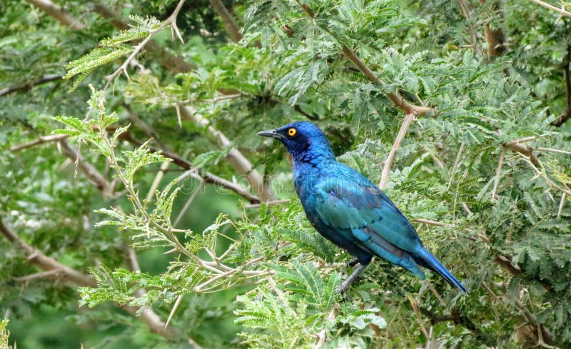 A Blue Bird on a Tree in Africa Stock Photo - Image of africa, safari ...