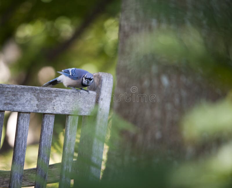 Blue Bird Watching stock image. Image of bird, watching - 21523845