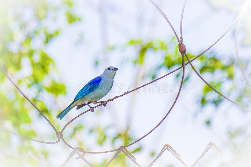 Blue Bird on a Wire stock image. Image of barb, blue - 86253071