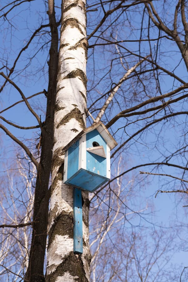 Blue Birdhouse on a Birch Tree in a City Park. Vertical Orientation ...