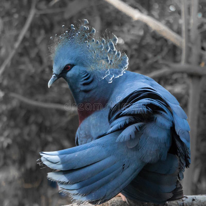Blue Birds stock image. Image of blue, bird, peacock - 29180749
