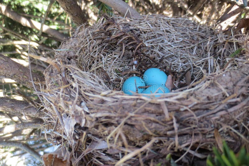 Blue Birds Nesting stock image. Image of fragile, eggs - 41543783