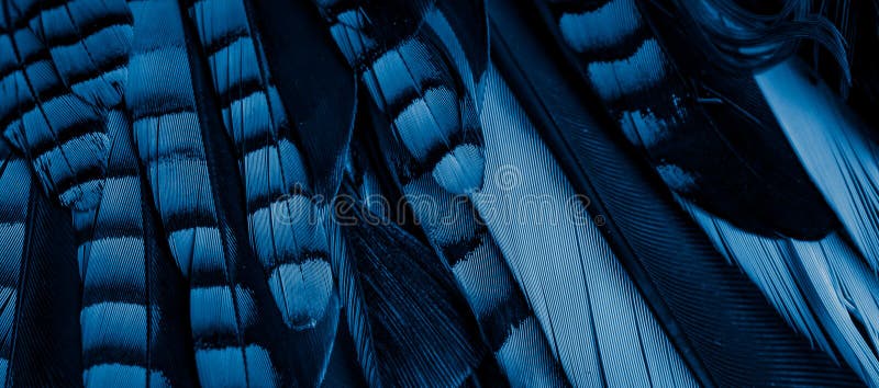 Blue and Black Jay Feathers. Background or Texture Stock Photo - Image ...