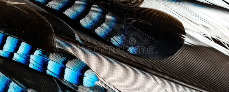 Blue and Black Jay Feathers. Background or Texture Stock Image - Image ...