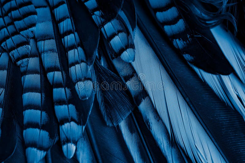 Blue and Black Jay Feathers. Background or Texture Stock Photo - Image ...