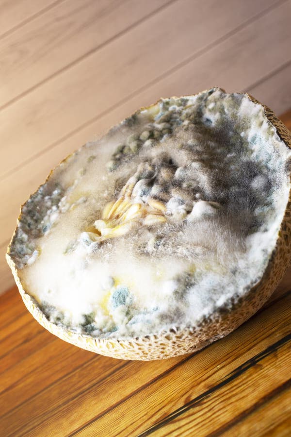 Blue and Black Mold on Melon. Spoiled Food Stock Image - Image of decay ...