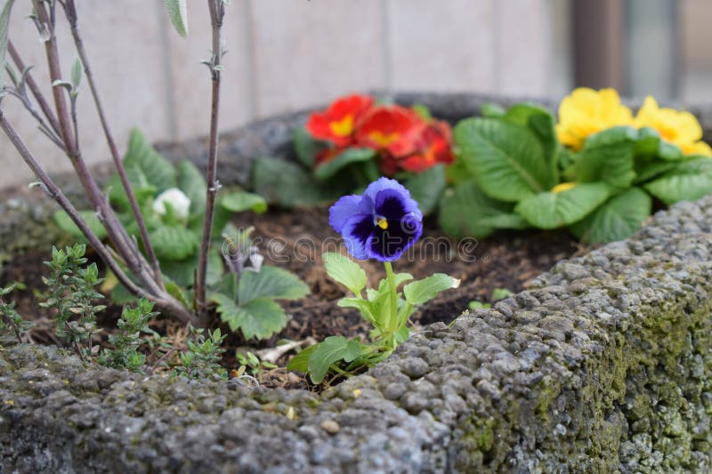 Blue and black pansy stock photo. Image of leaf, primrose - 273046010