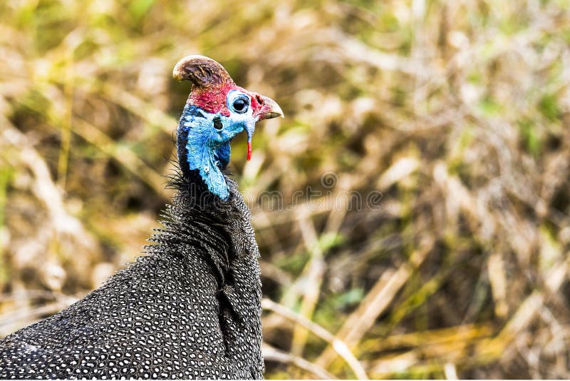 Blue, Black, And Red Bird Macro Photography Stock Photo - Image of head ...
