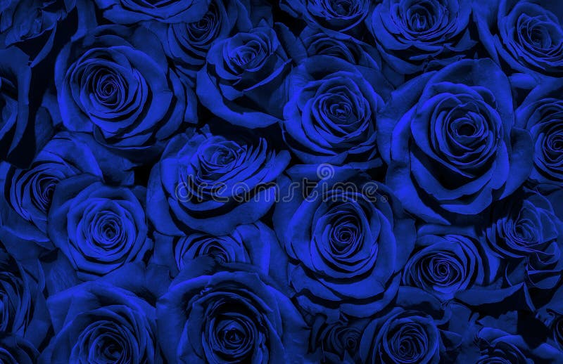 Blue black roses stock image. Image of background, blossom - 210674431