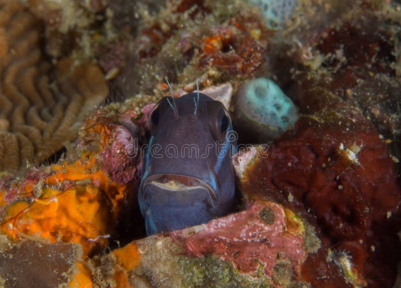 Blue blenny stock photo. Image of nature, marine, life - 75412856