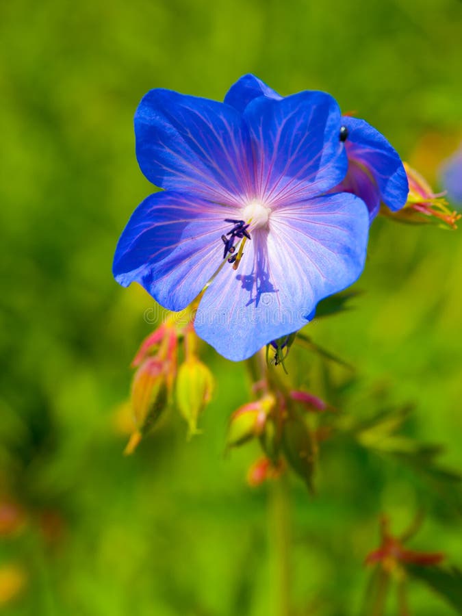 Blue bloom stock image. Image of elegant, fresh, design - 32376361