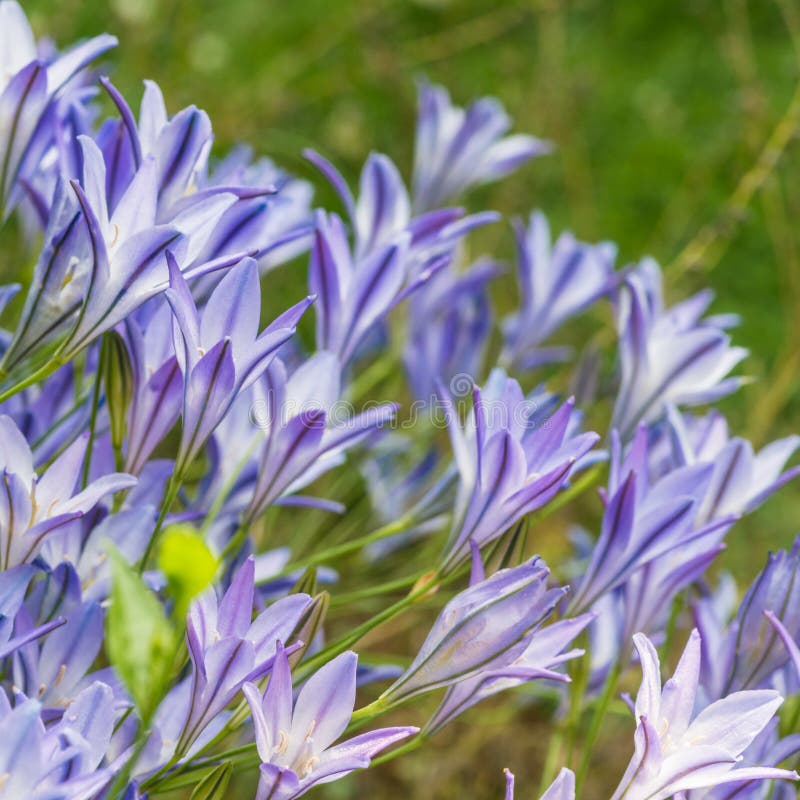 Blue Bloomers stock image. Image of laxa, green, spear - 39344885