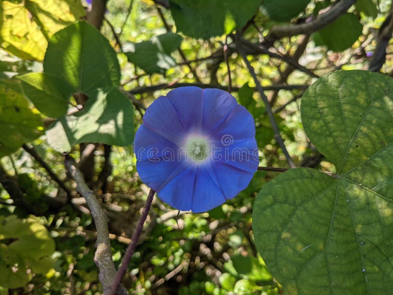 The Blue Blooming Flower of the Vine Named Giloy is Very Beautiful ...