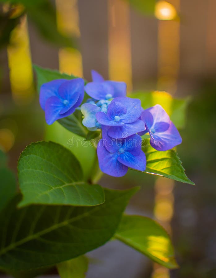 Blue Blooming Hydrangea Flower, Close Up in Warm Sunlight Stock Photo ...