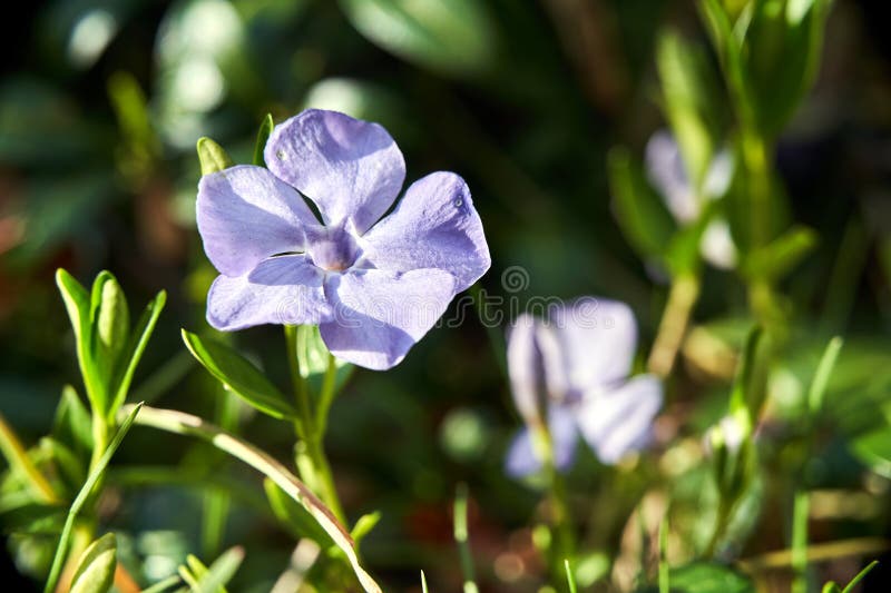 Blue, Blooming Periwinkle Flower in a Meadow in Spring Stock Image ...