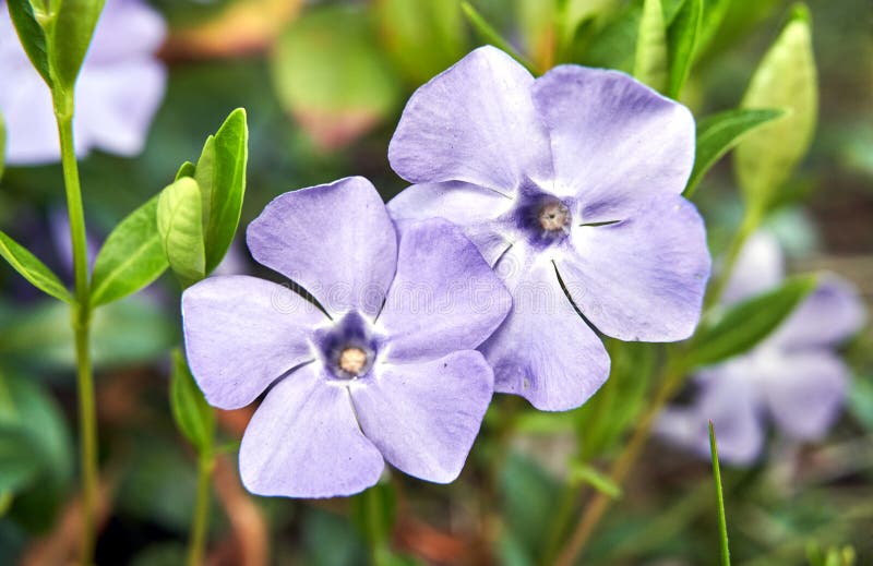 Blue, Blooming Periwinkle Flower in a Meadow in Spring Stock Image ...