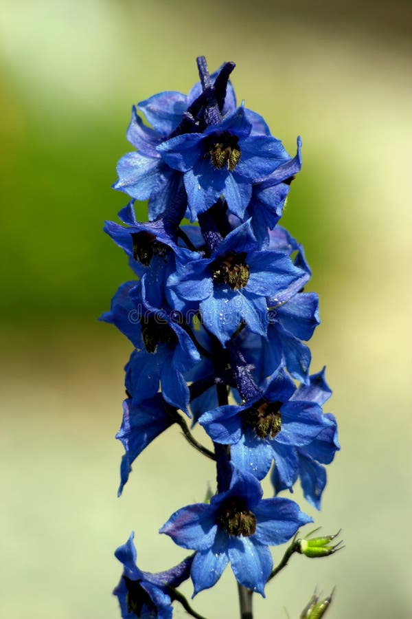 Blue Blossom stock image. Image of petal, grow, stamen - 345653