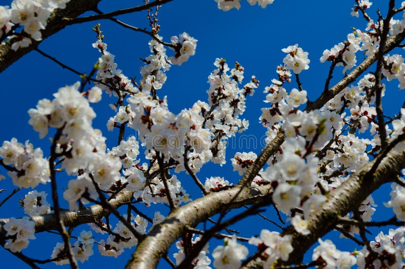 Blue, Blossom, Branch, Spring Picture. Image: 119035037